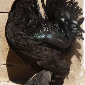 Marandi a.k.a. Black Azerbaijan | BackYard Chickens - Learn How to ...