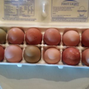 Barnyard mix | BackYard Chickens - Learn How to Raise Chickens