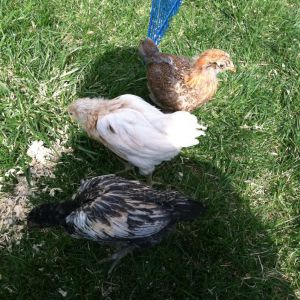 BackYard Chickens - Learn How to Raise Chickens