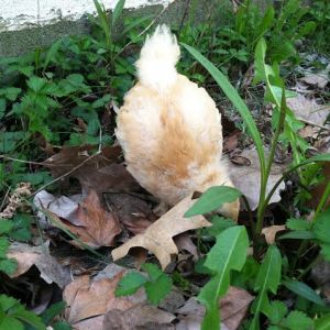 Fluffy tail | BackYard Chickens - Learn How to Raise Chickens