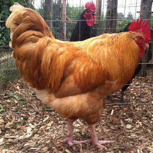 Buff Orpington cockerel | BackYard Chickens - Learn How to Raise Chickens