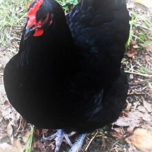 Duchess. | BackYard Chickens - Learn How to Raise Chickens