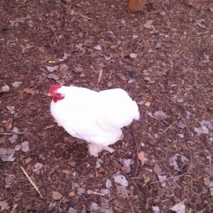 My feisty white rooster. | BackYard Chickens - Learn How to Raise Chickens
