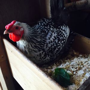 Early Risers | BackYard Chickens - Learn How to Raise Chickens