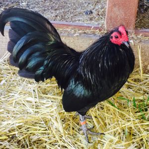 Blue Silver Duckwing OEGB chick | BackYard Chickens - Learn How to ...