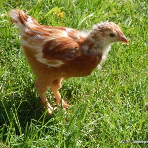 Goldie (Golden Sex Link) (5 weeks old) | BackYard Chickens - Learn How ...