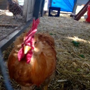 Young cockerel - Buff Orph x Easter Egger | BackYard Chickens - Learn ...