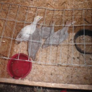 Young Lilac turkeys and a Sweetgrass | BackYard Chickens - Learn How to ...