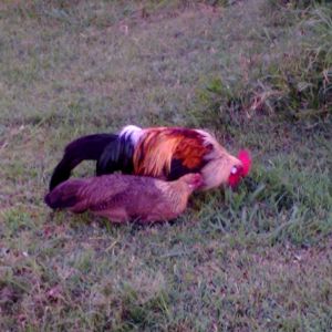 Duke and his special girl | BackYard Chickens - Learn How to Raise Chickens