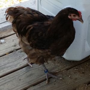 Chocolate Orpington Roo 22 weeks | BackYard Chickens - Learn How to ...