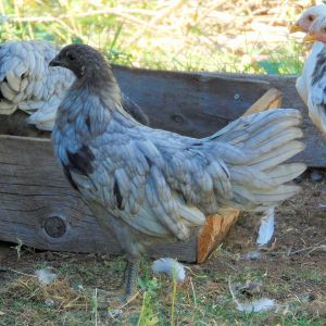 11 week old, Blue Splash Sumatra hen | BackYard Chickens - Learn How to ...