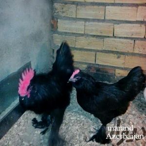 Marandi a.k.a. Black Azerbaijan | BackYard Chickens - Learn How to ...