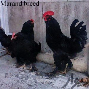 Marandi a.k.a. Black Azerbaijan | BackYard Chickens - Learn How to ...