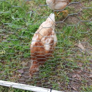 6 Weeks Old | BackYard Chickens - Learn How to Raise Chickens