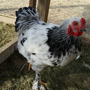 Stan | BackYard Chickens - Learn How to Raise Chickens