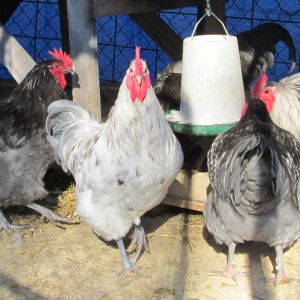 BackYard Chickens - Learn How to Raise Chickens