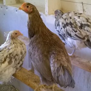 BackYard Chickens - Learn How to Raise Chickens