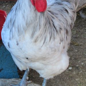 BackYard Chickens - Learn How to Raise Chickens