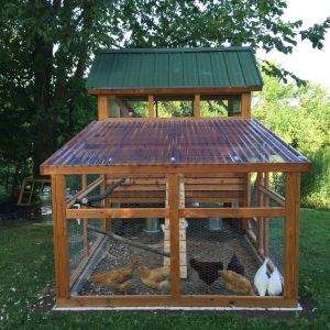 BackYard Chickens - Learn How to Raise Chickens