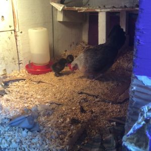 Ally and her Silkie Sebright cross chicks. | BackYard Chickens - Learn ...