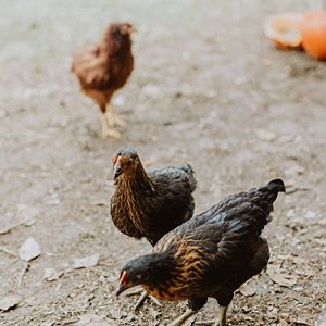 Chicken Models-21 | BackYard Chickens - Learn How to Raise Chickens