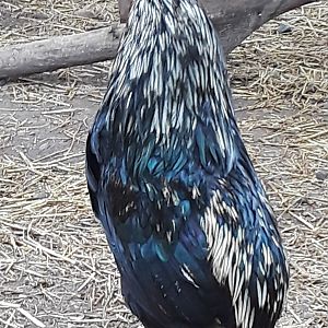 Cholo_1 | BackYard Chickens - Learn How to Raise Chickens