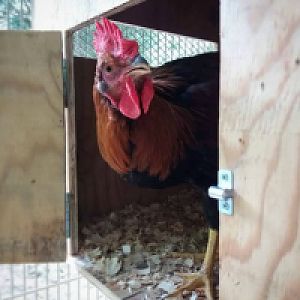 Spartacus the Welsummer Rooster | BackYard Chickens - Learn How to ...