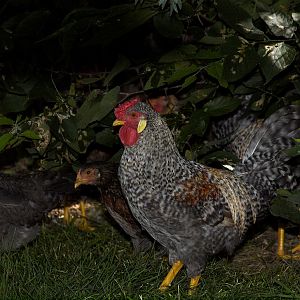 Rose_comb_legbar_rooster_X7176944_07-17-2018-001 | BackYard Chickens ...