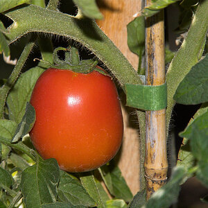 Gladiator_tomato_X7121780_07-12-2020-001.jpg | BackYard Chickens ...
