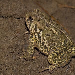 Toad_X7131810_07-13-2020-001.jpg | BackYard Chickens - Learn How to ...