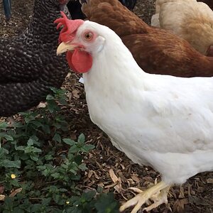 Princess | BackYard Chickens - Learn How to Raise Chickens