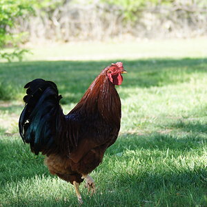 129.JPG | BackYard Chickens - Learn How to Raise Chickens