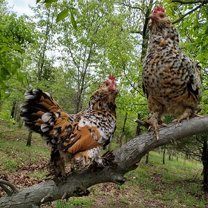 43.jpg | BackYard Chickens - Learn How to Raise Chickens