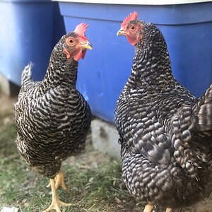 709.jpg | BackYard Chickens - Learn How to Raise Chickens