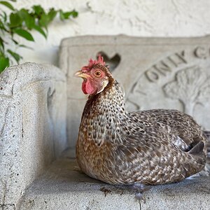 985.jpg | BackYard Chickens - Learn How to Raise Chickens