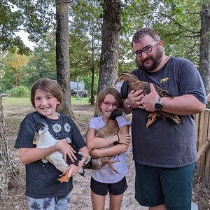 12.jpg | BackYard Chickens - Learn How to Raise Chickens