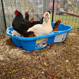 11.jpg | BackYard Chickens - Learn How to Raise Chickens
