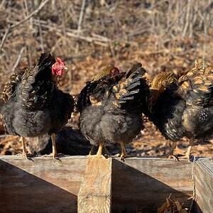 85.jpg | BackYard Chickens - Learn How to Raise Chickens