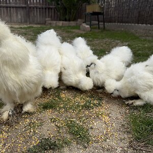 San Diego Silkies | BackYard Chickens - Learn How to Raise Chickens