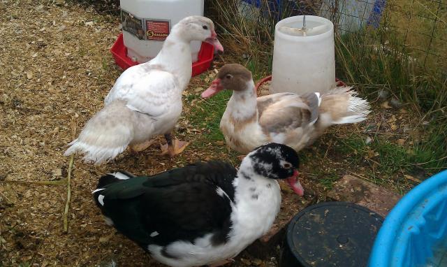 Q-Muscovy Breeding Color Genetics | BackYard Chickens - Learn How to ...