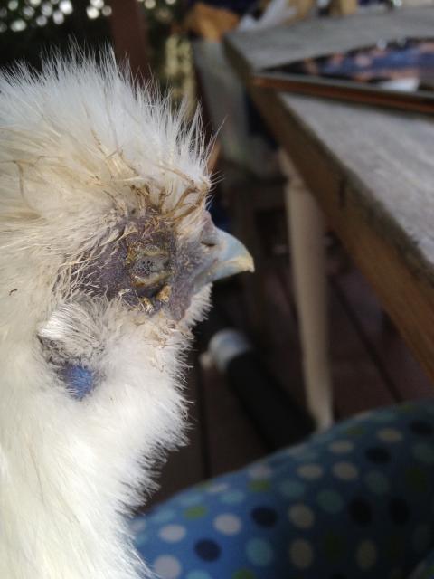 Silkie foamy white eye Update ***SICK GLWyandotte Today PLEASE HELP ...