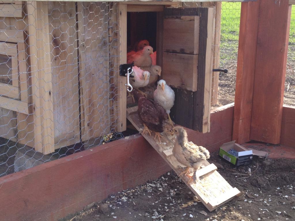 Cracked Corn | BackYard Chickens - Learn How to Raise Chickens