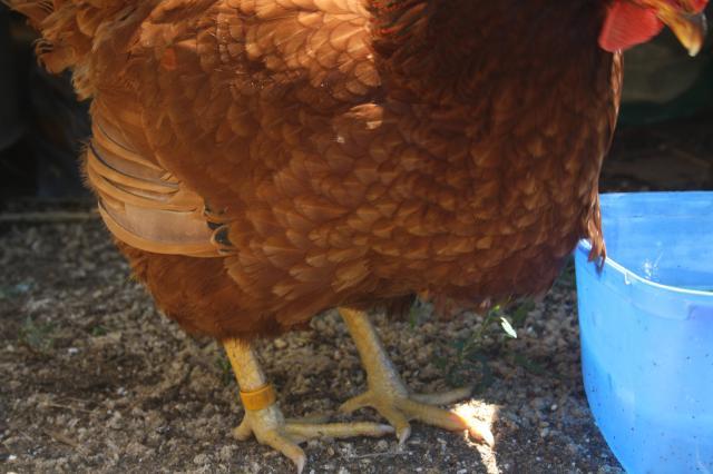 Limping chicken, please help. *pictures* | BackYard Chickens - Learn ...