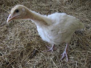 Do male and female turkeys strut when they are young (7-8 weeks ...