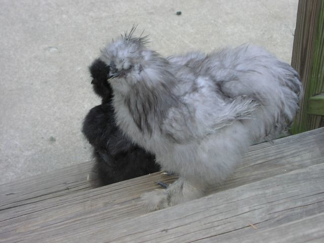 Splash Silkie Rooster | BackYard Chickens - Learn How to Raise Chickens
