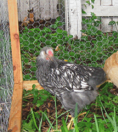 Rose Comb Wynadotte? | BackYard Chickens - Learn How to Raise Chickens