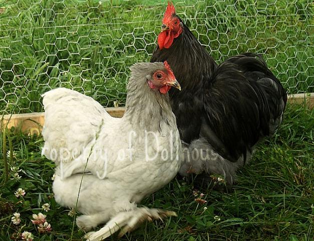 FS/MI/6+ Bantam Blue & Splash Cochin Eggs (pics)/$18 Priority ...