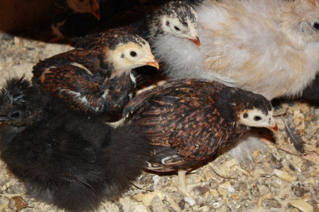 5 Dark cornish Bantams out of our show stock | BackYard Chickens ...