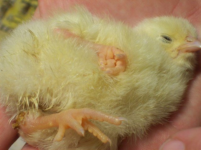 injured chick | BackYard Chickens - Learn How to Raise Chickens