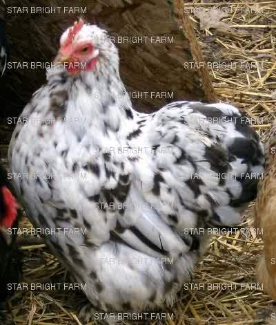 Calico and mottled bantam Cochin combo | BackYard Chickens
